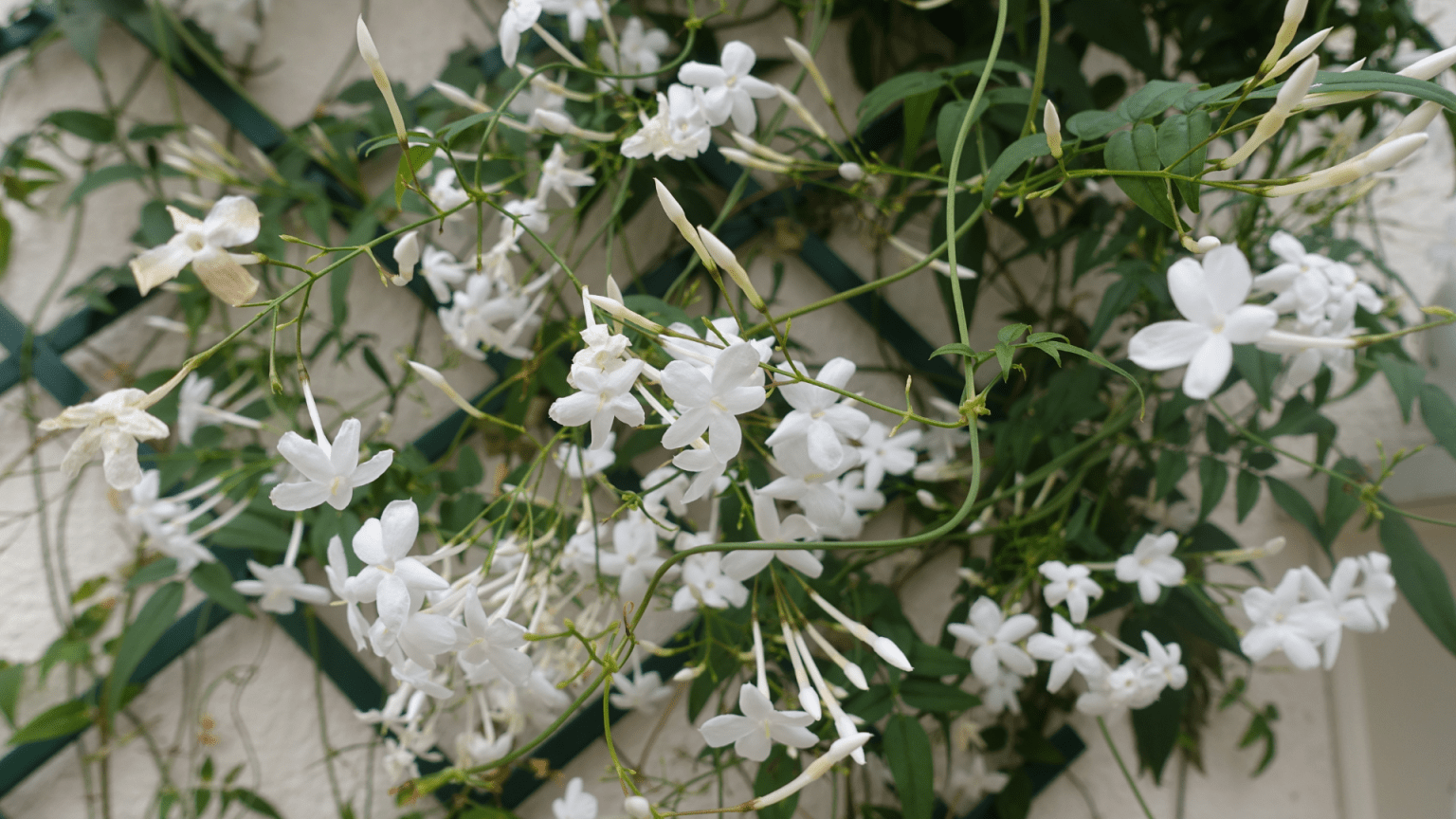 How to Grow Jasmine - Gardening Express Knowledge Hub