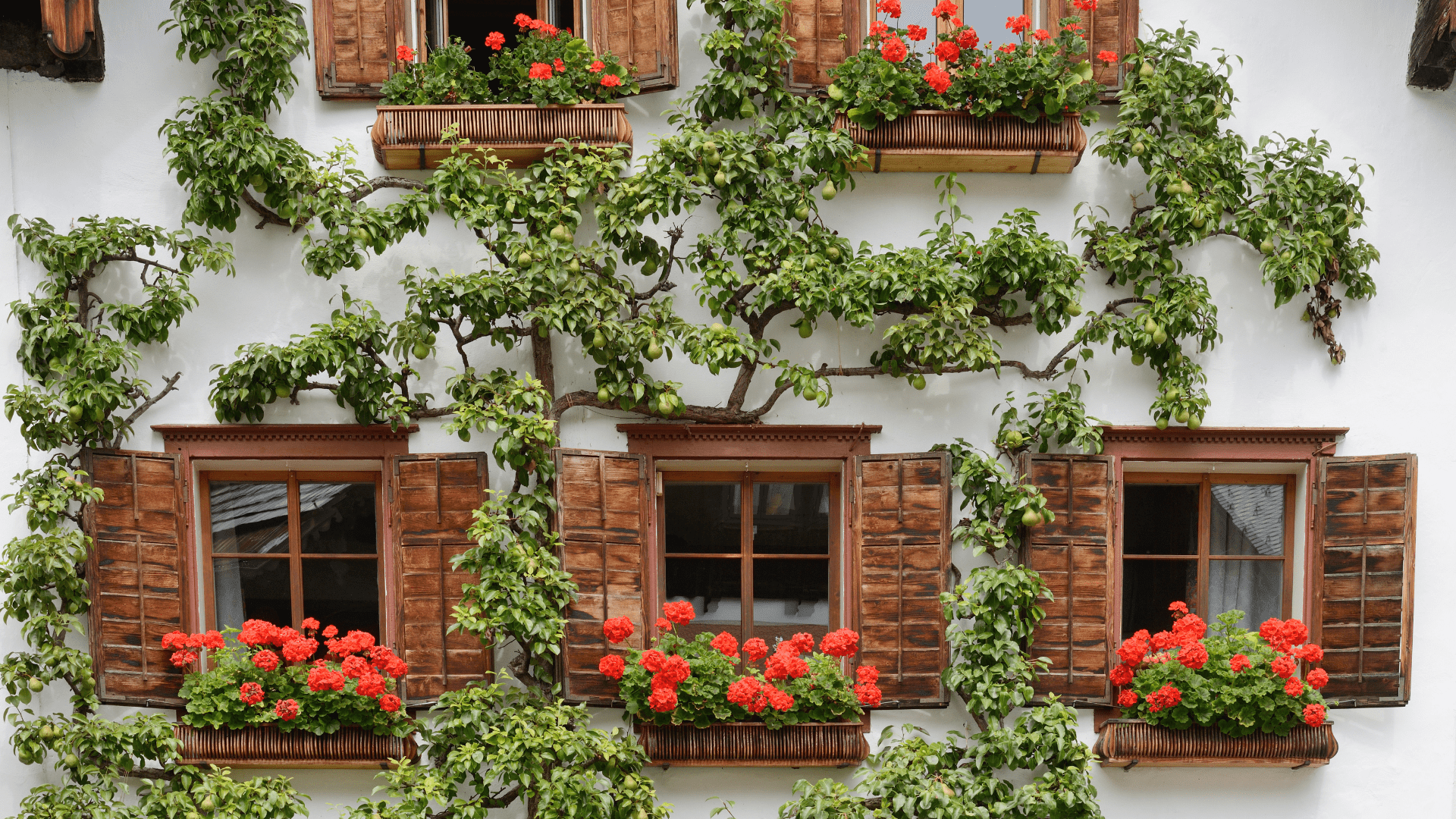 How to Train Espalier Plants - Gardening Express Knowledge Hub