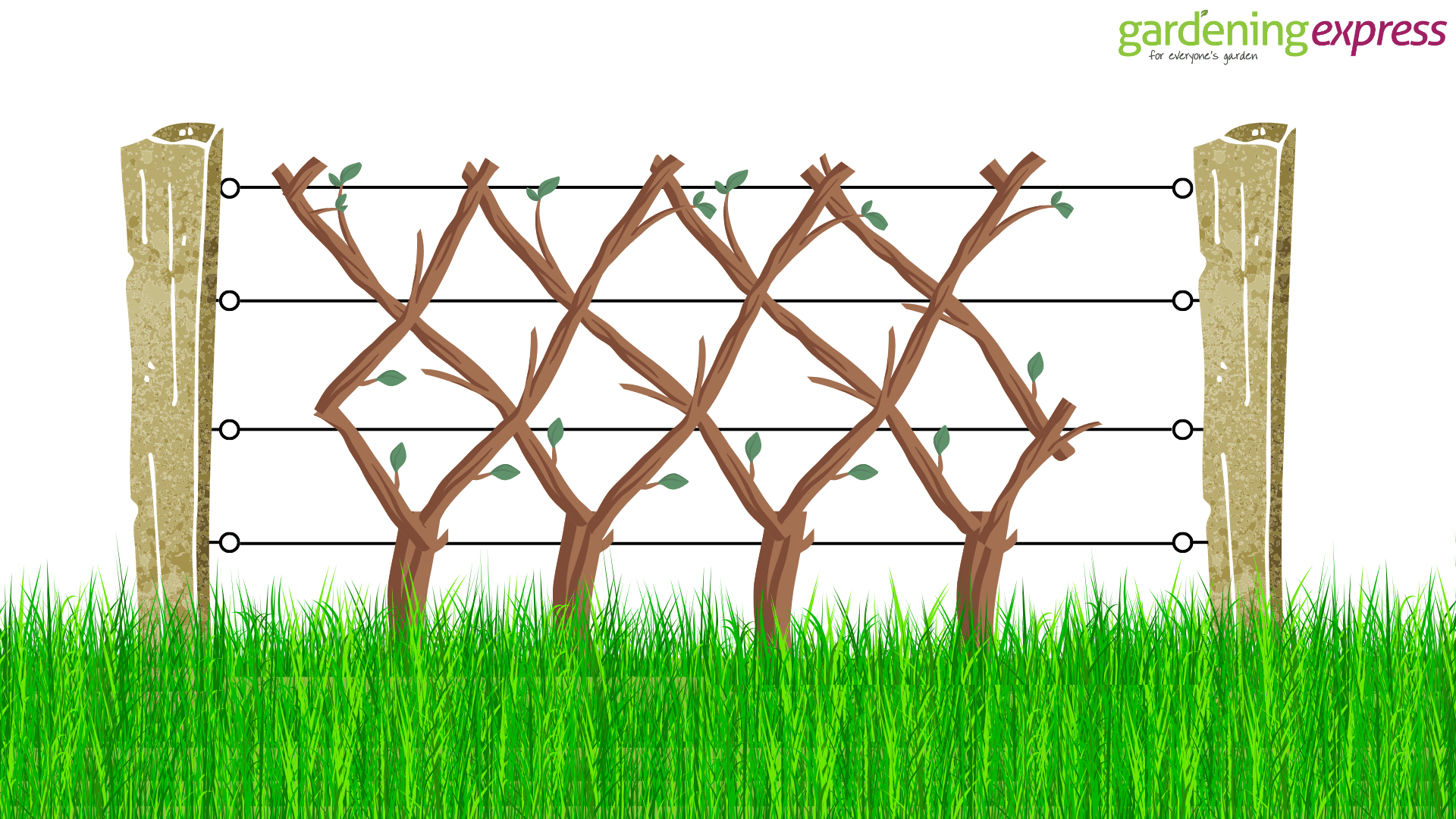 How to Train Espalier Plants - Gardening Express Knowledge Hub