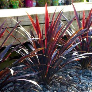 How to grow Cordylines - Gardening Express Knowledge Hub