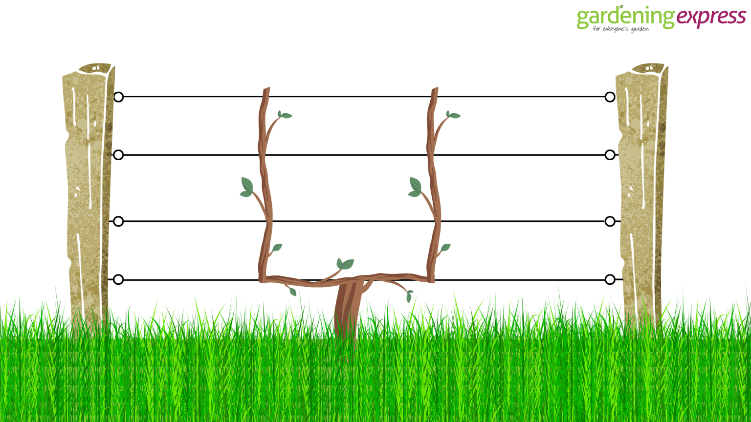 How to Train Espalier Plants - Gardening Express Knowledge Hub