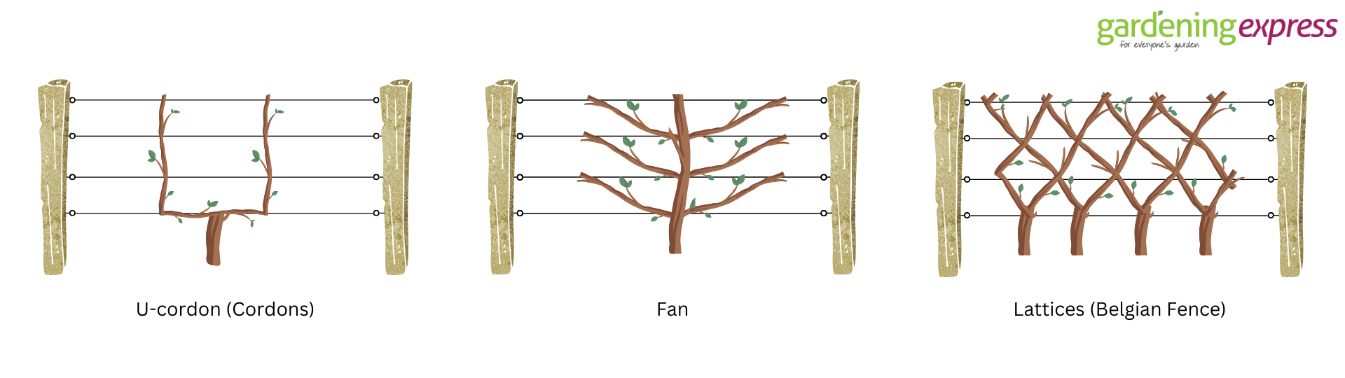 A Guide to Pruning Espalier Plants - Gardening Express Knowledge Hub