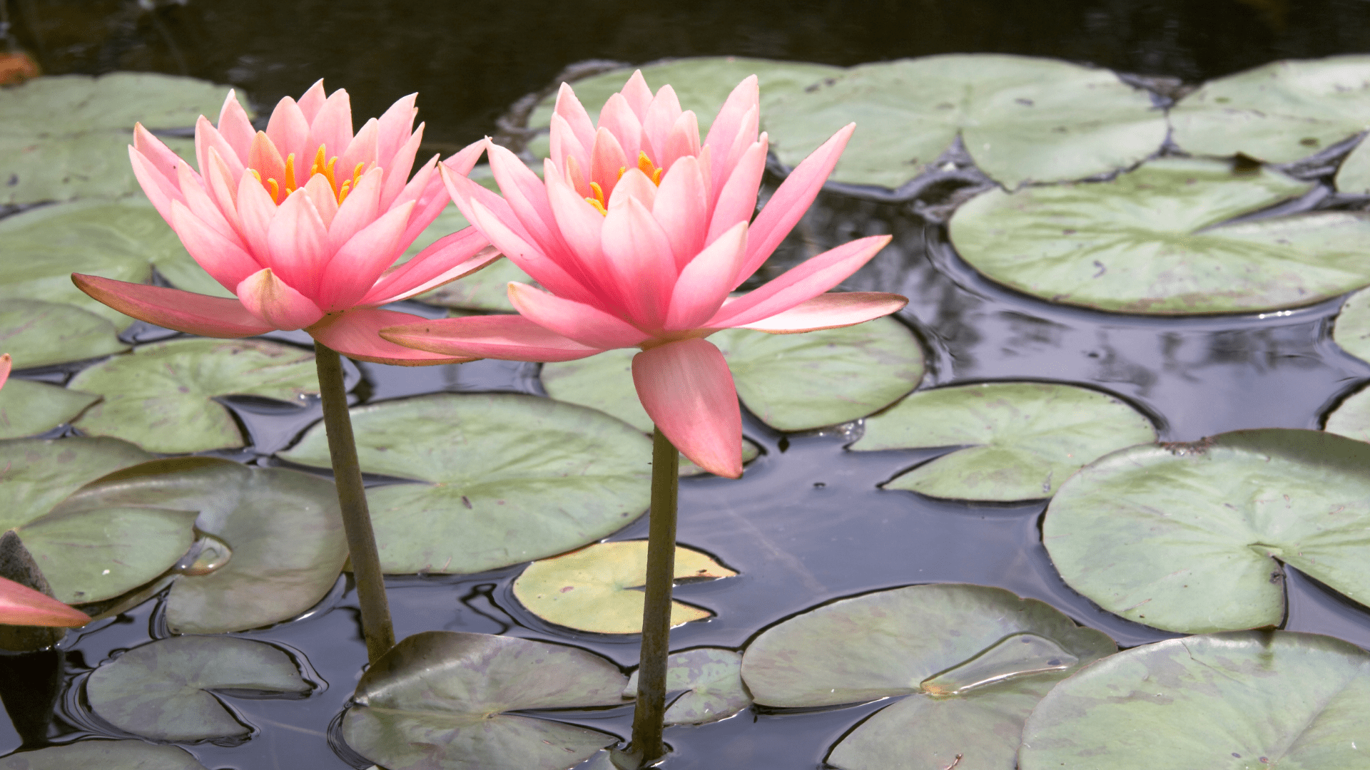 A Guide to Garden Pond Design and Construction