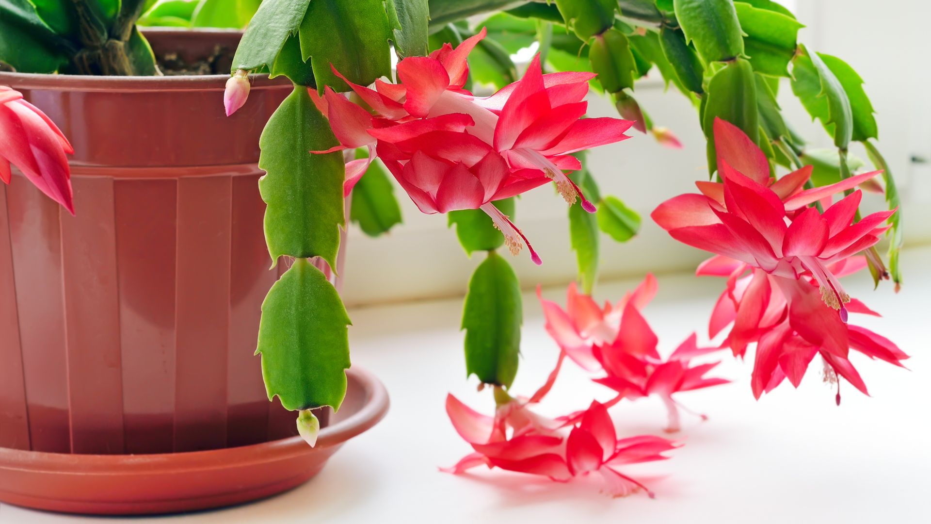 What's a christmas cactus store
