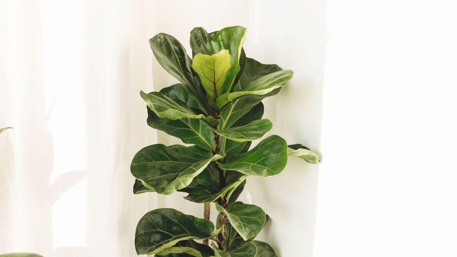 A Beginner's Guide To Ficus Plants - Gardening Express Knowledge Hub