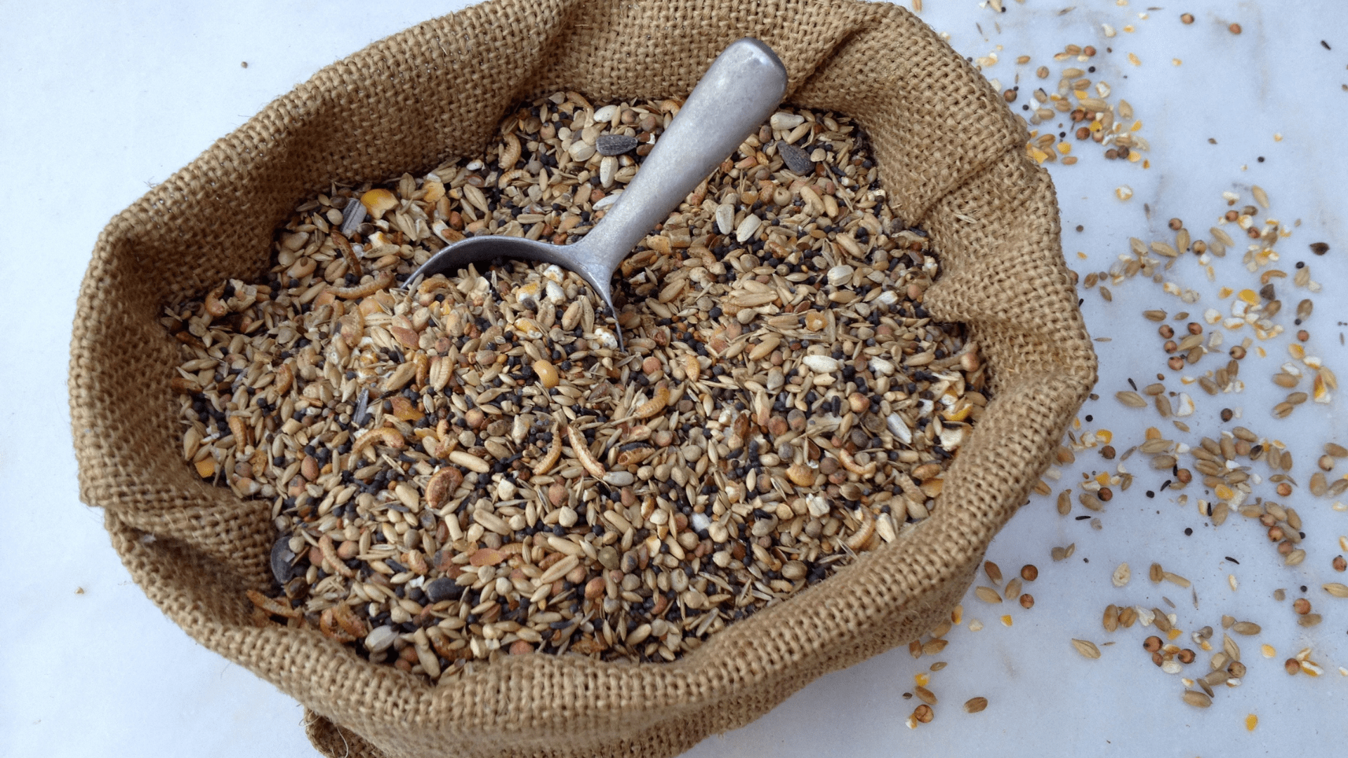 Top Tips for Squirrel-Proof Bird Feeding
