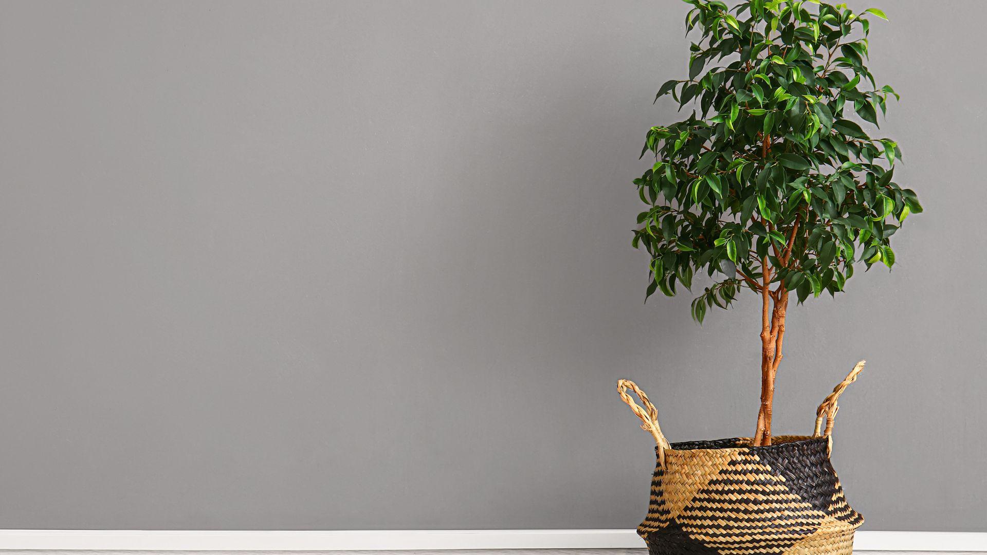A Beginner's Guide To Ficus Plants - Gardening Express Knowledge Hub