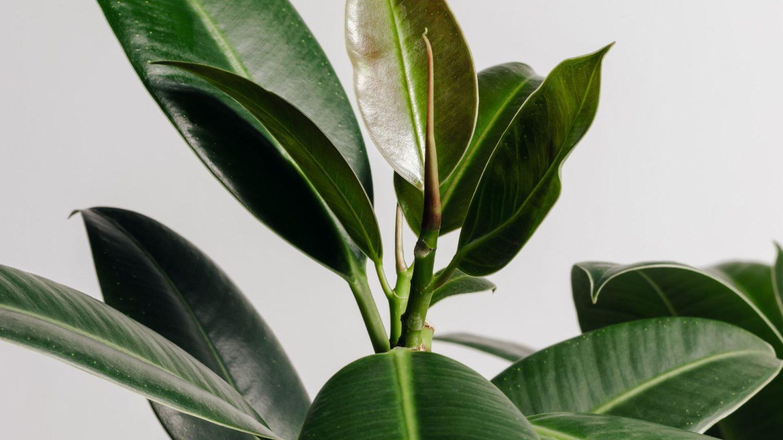 A Beginner's Guide To Ficus Plants - Gardening Express Knowledge Hub
