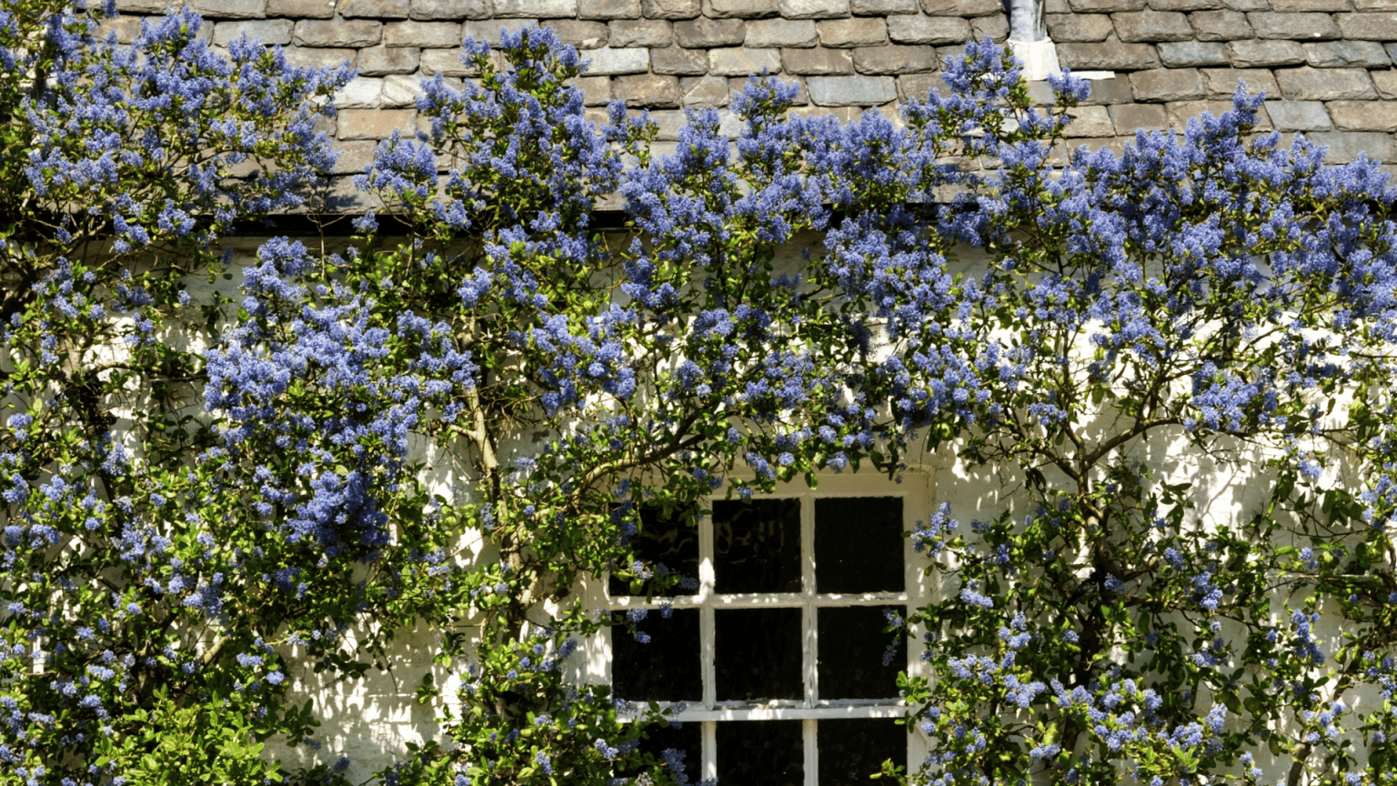 How to Grow Ceanothus: A Beginner's Guide - Gardening Express Knowledge Hub