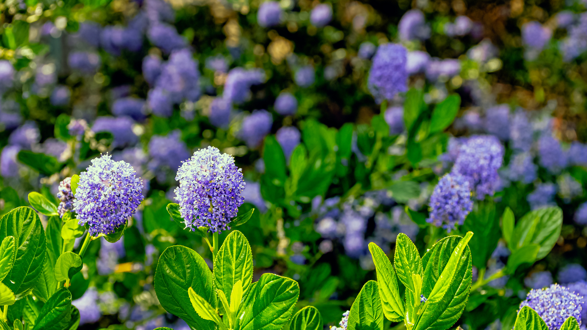 How to Grow Ceanothus: A Beginner's Guide - Gardening Express Knowledge Hub