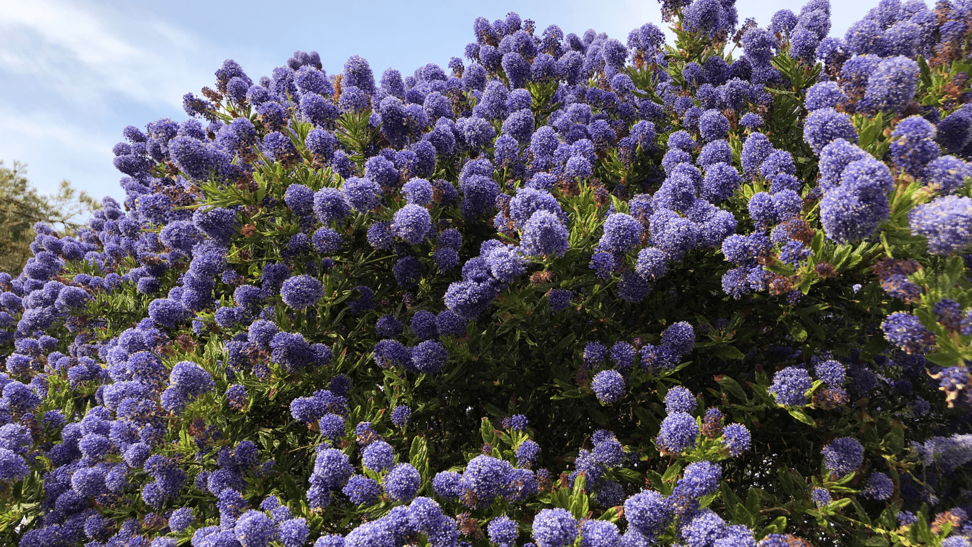 How to Grow Ceanothus: A Beginner's Guide - Gardening Express Knowledge Hub