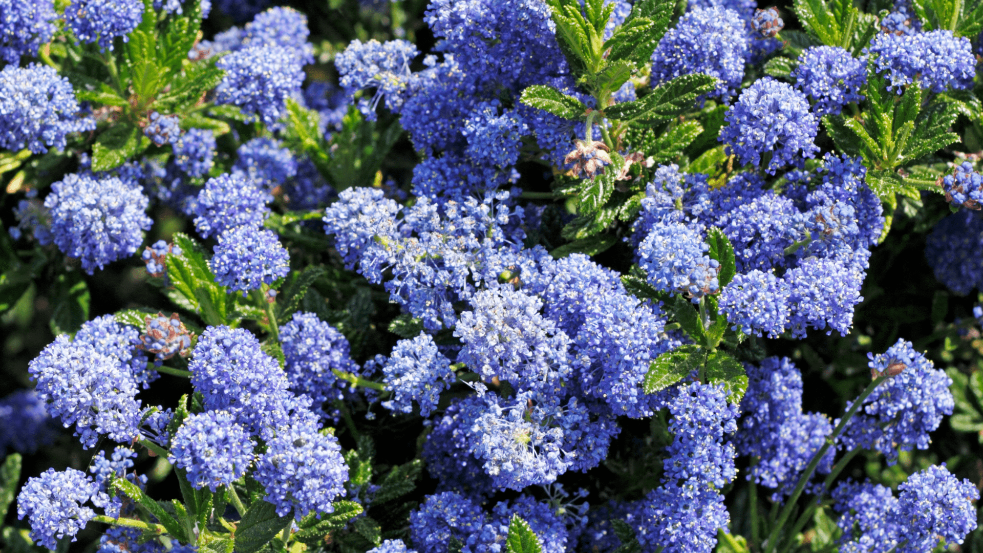 How to Grow Ceanothus: A Beginner's Guide - Gardening Express Knowledge Hub