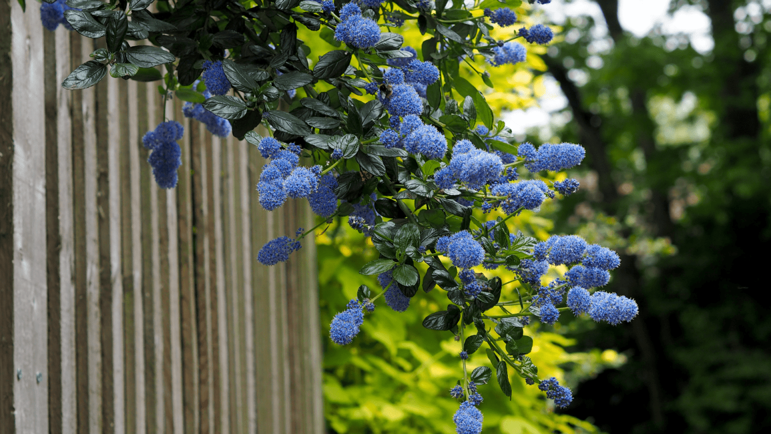 How to Grow Ceanothus: A Beginner's Guide - Gardening Express Knowledge Hub