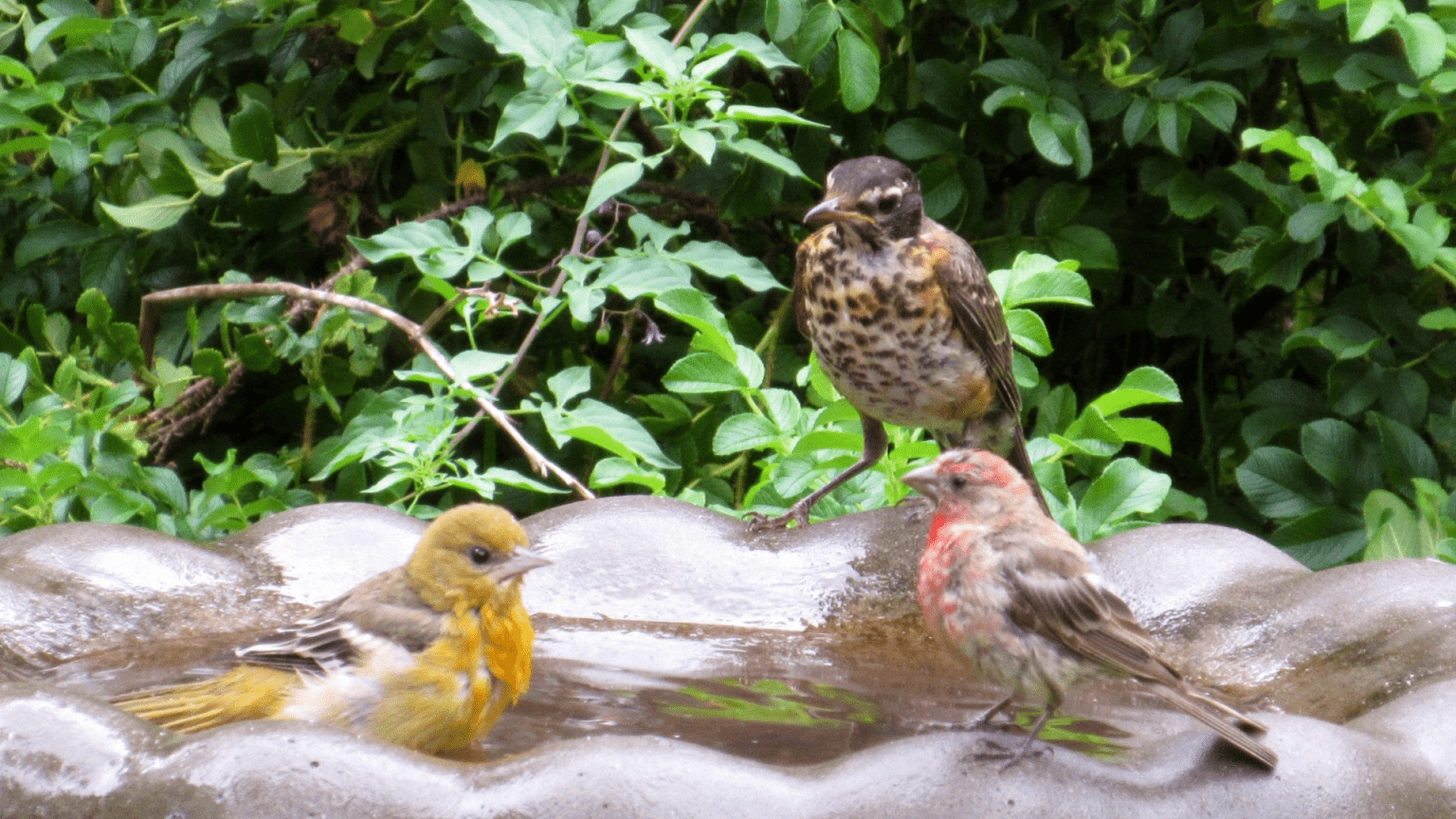 Discover the Best Bird Food Mixes for Wild Garden Birds