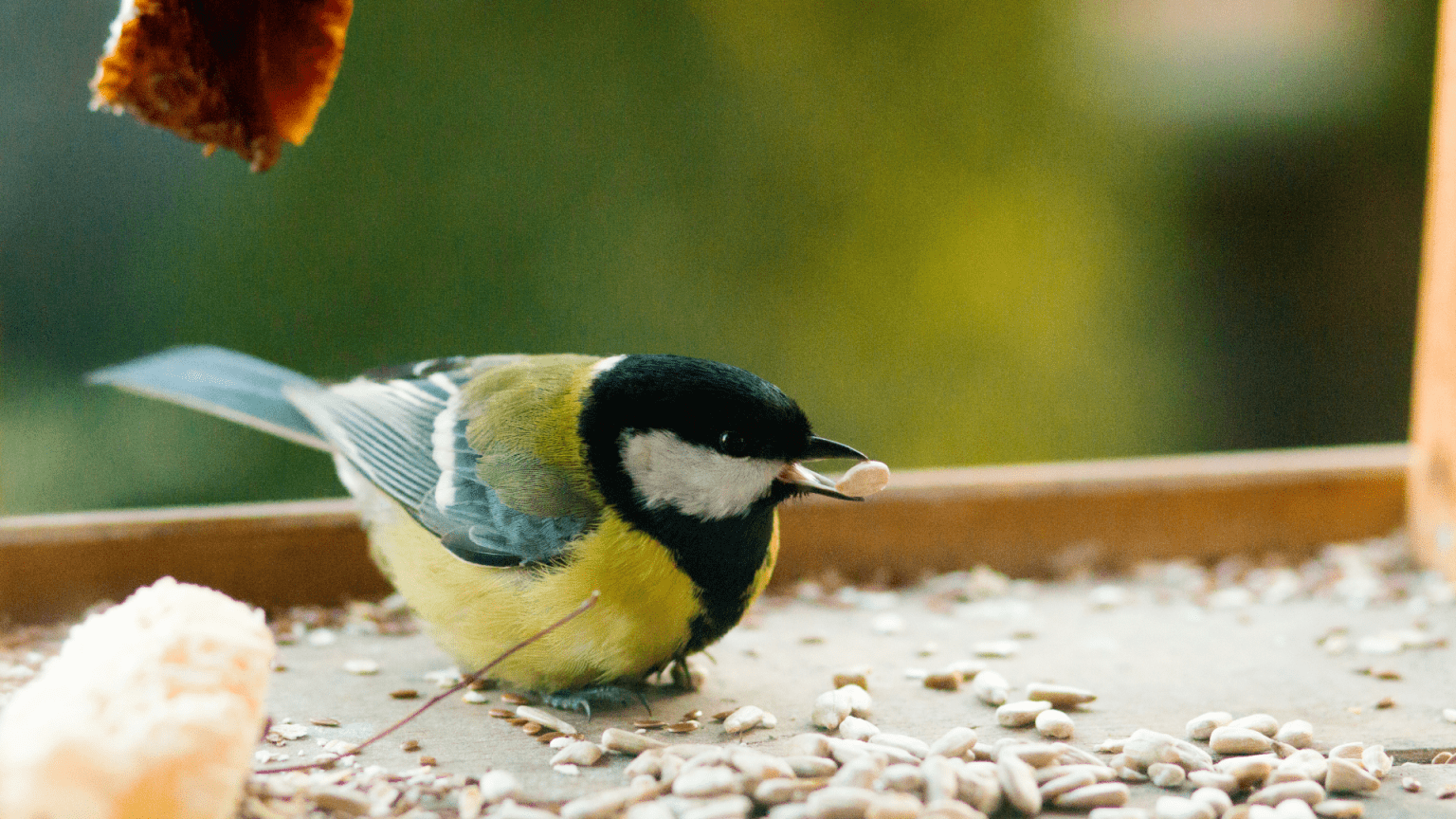 Discover the Best Bird Food Mixes for Wild Garden Birds