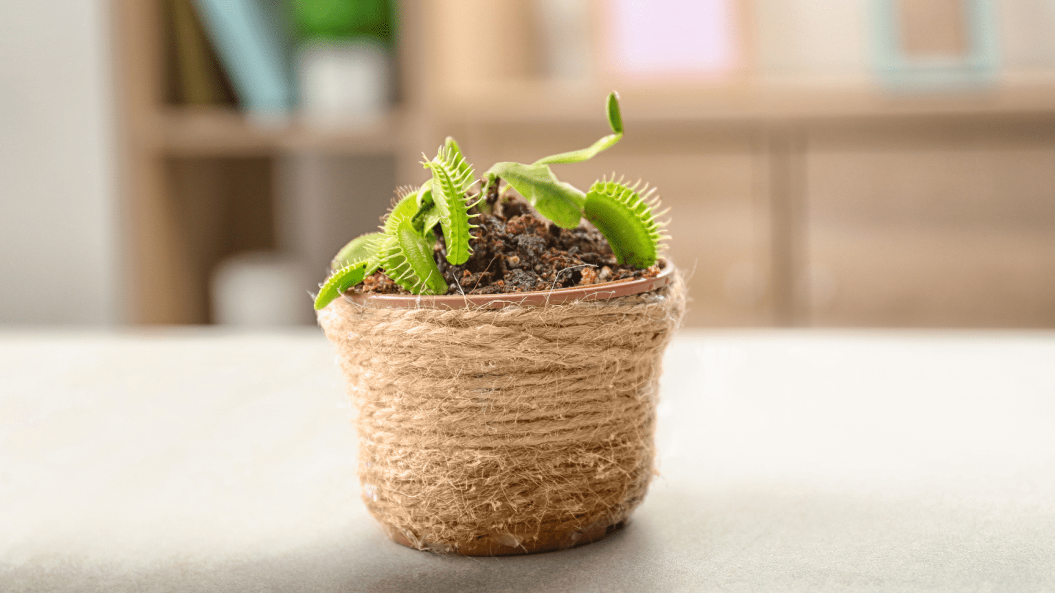 Guide to Caring for Venus Fly Trap Plants - Gardening Express Knowledge Hub
