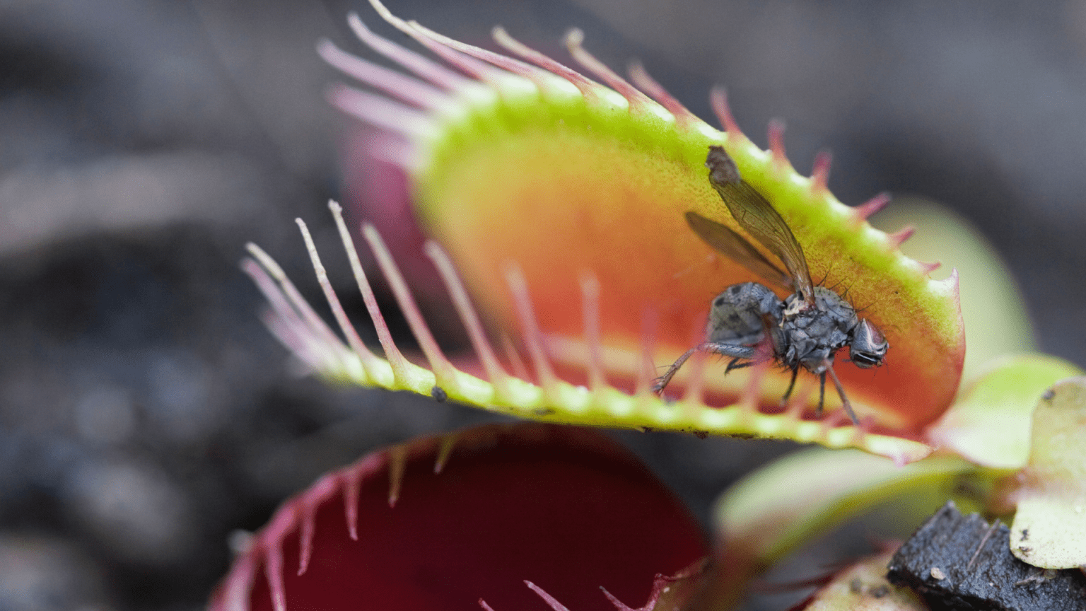 Guide to Caring for Venus Fly Trap Plants - Gardening Express Knowledge Hub