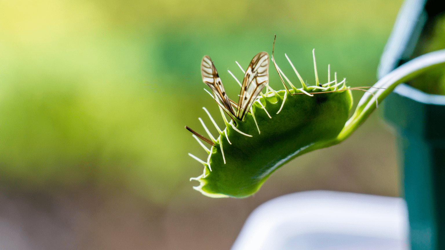 Guide to Caring for Venus Fly Trap Plants - Gardening Express Knowledge Hub