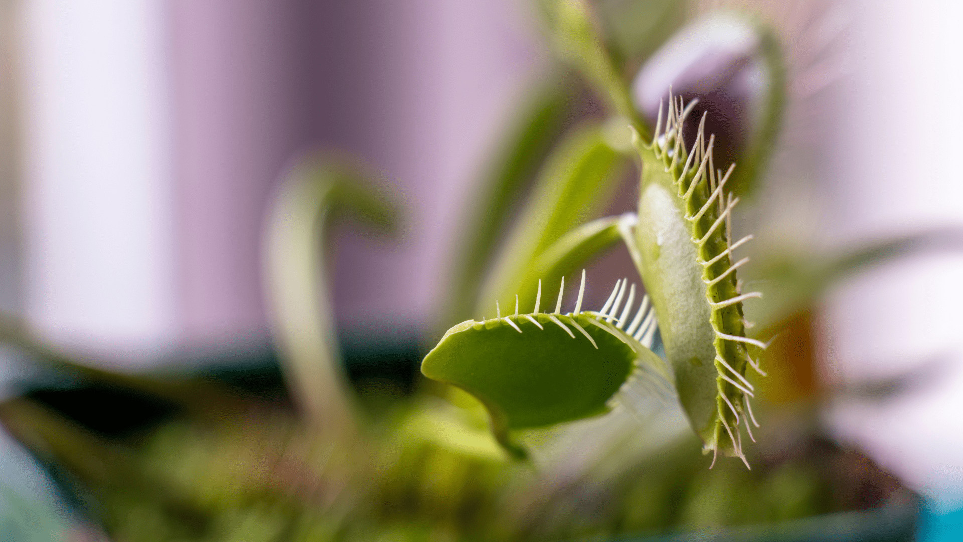 Guide to Caring for Venus Fly Trap Plants - Gardening Express Knowledge Hub