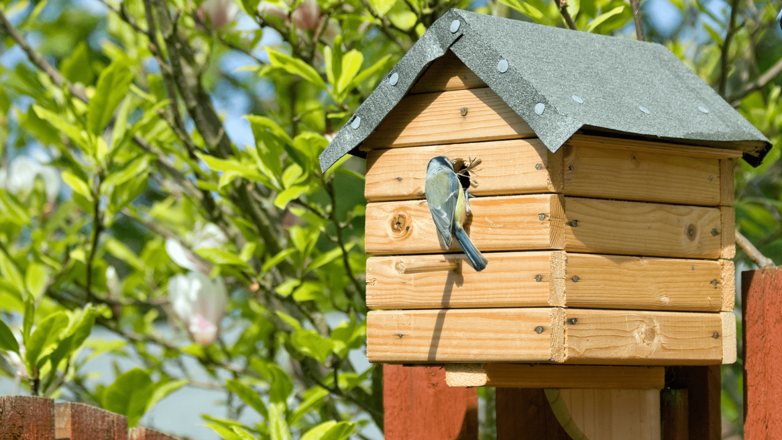 A Guide to Choosing, Placing, and Maintaining Birdhouses