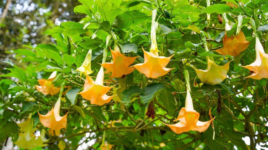 How to Look After Your Angels Trumpet: Top Tips for a Thriving Plant