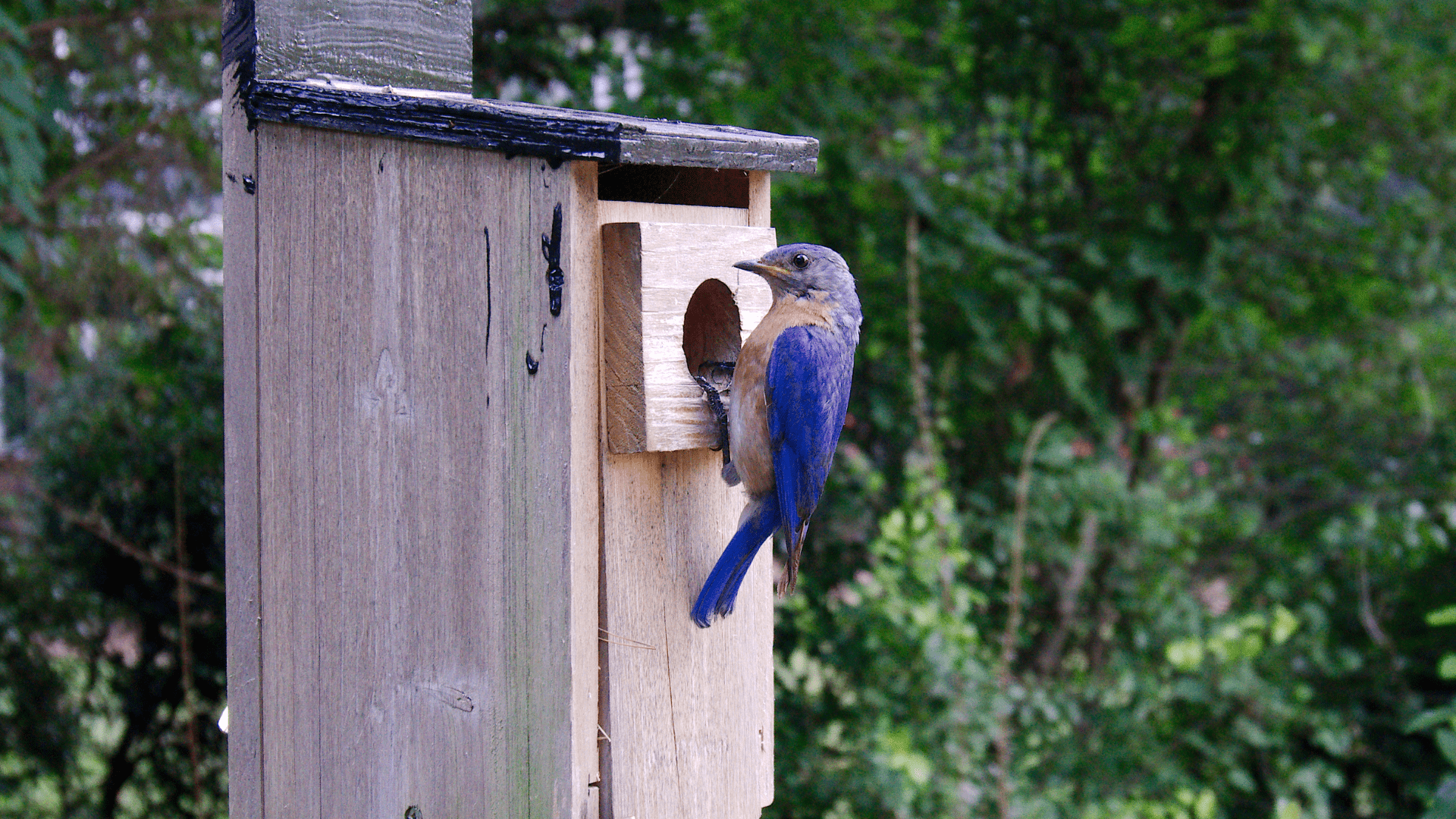 A Guide to Choosing, Placing, and Maintaining Birdhouses