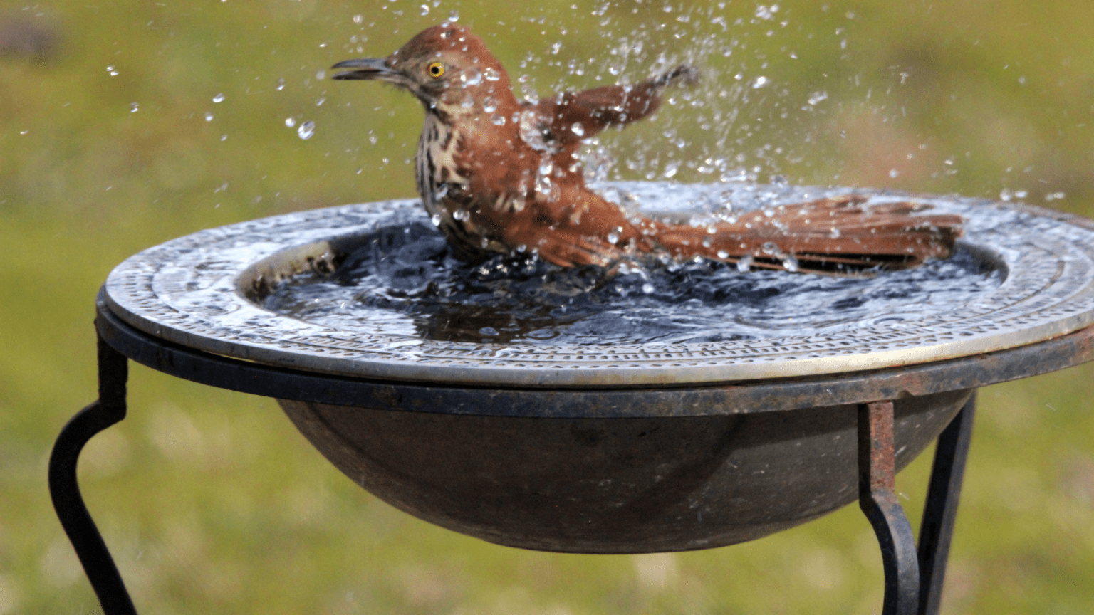 A Guide to Choosing, Placing, and Maintaining Birdhouses