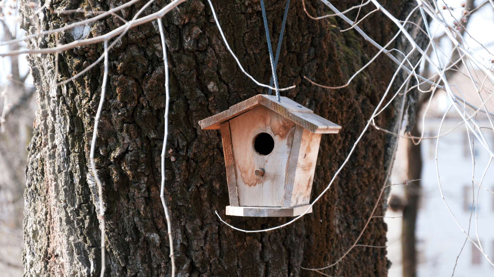A Guide to Choosing, Placing, and Maintaining Birdhouses