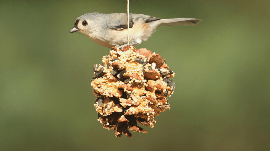 All About Suet: Tips for Feeding Suet to Birds!