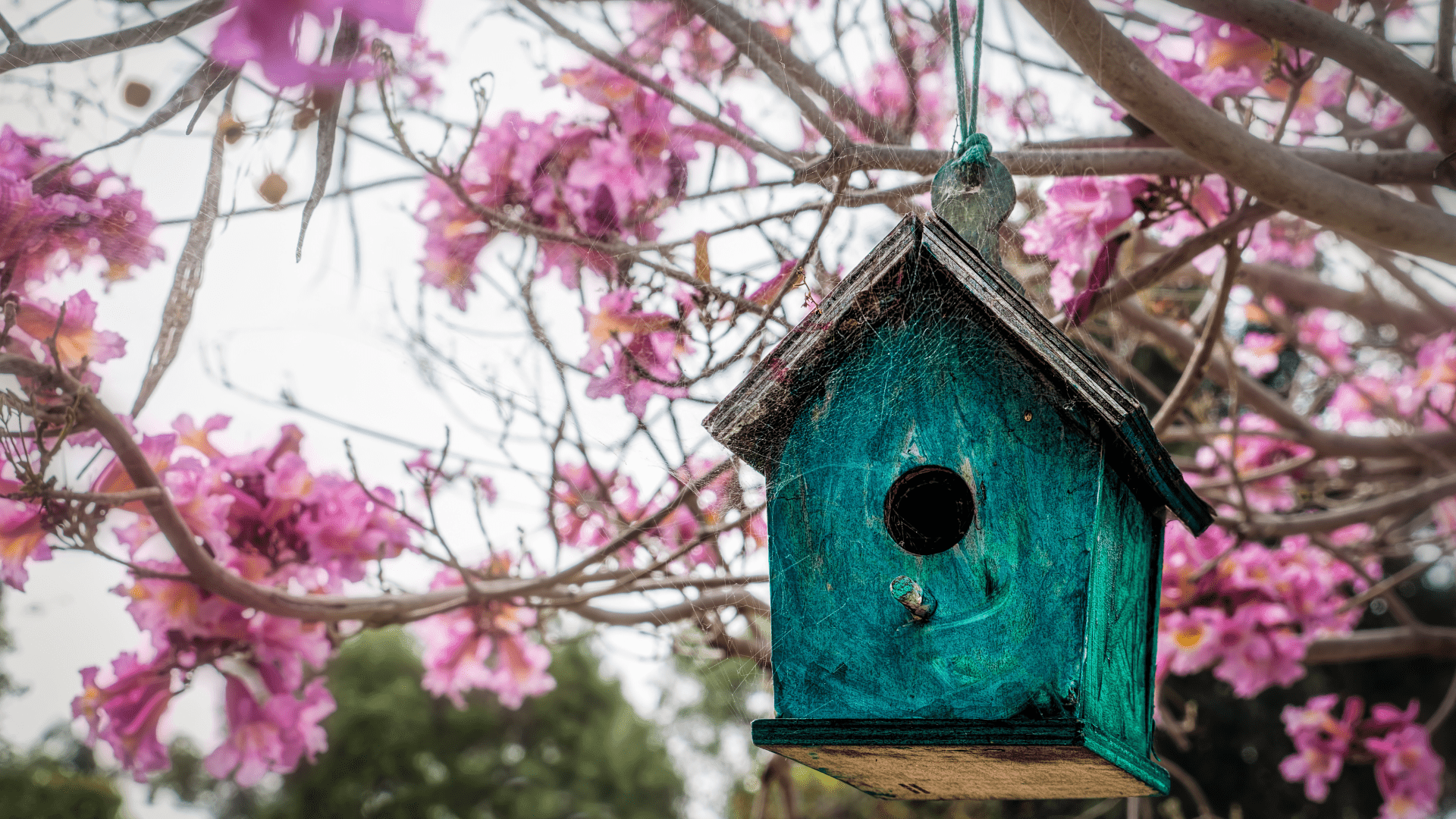 A Guide to Choosing, Placing, and Maintaining Birdhouses