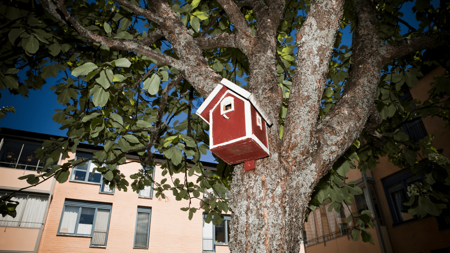 A Guide to Choosing, Placing, and Maintaining Birdhouses