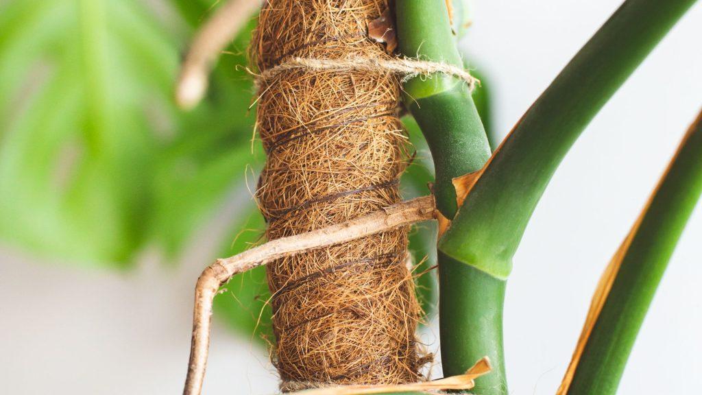 Aerial Roots: What Are They and What Should You Do With Them?