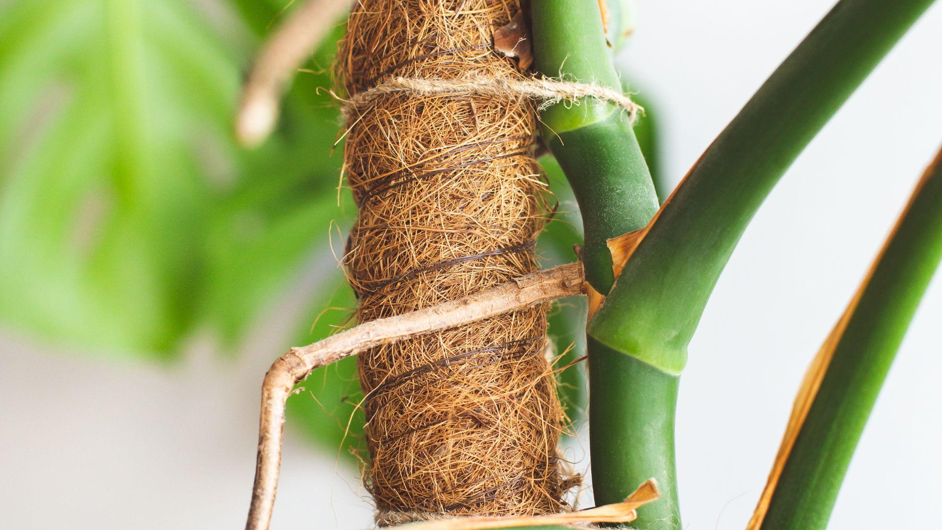 Aerial Roots: What Are They and What Should You Do With Them?