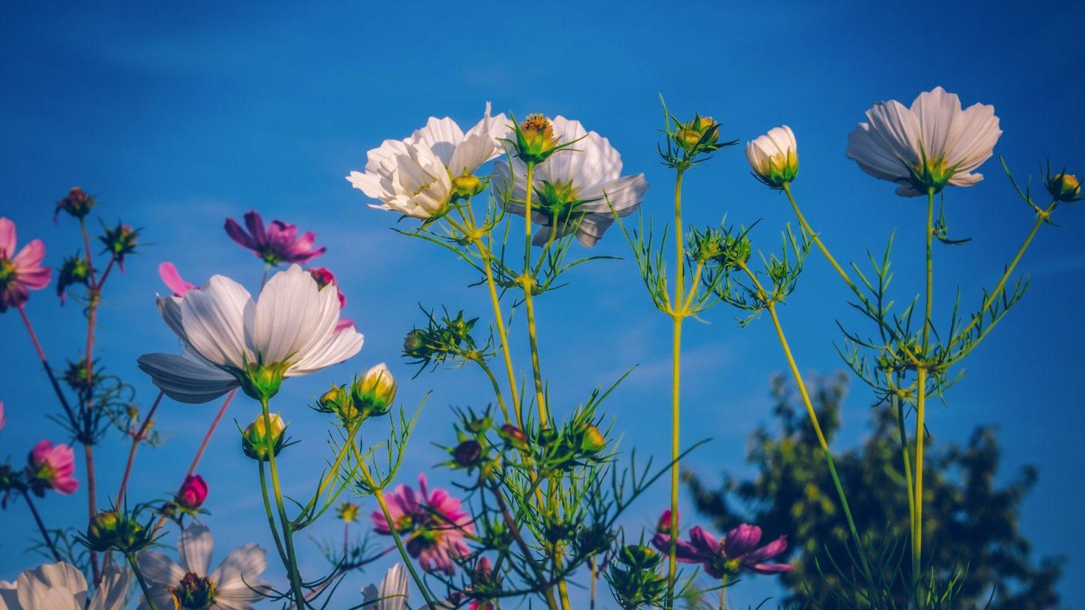 Microclimates: How To Assess Your Garden - Gardening Express Knowledge Hub