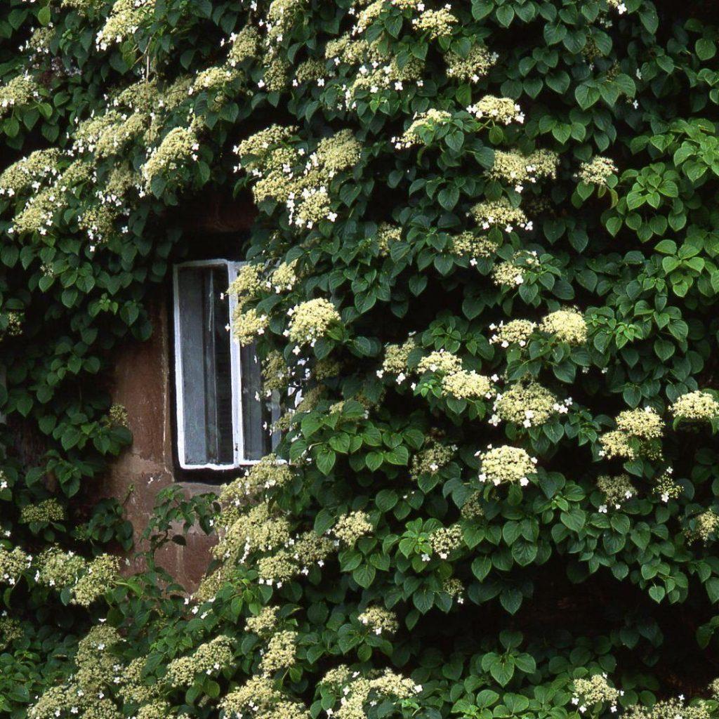 How to Grow Climbing Hydrangeas - Gardening Express Knowledge Hub