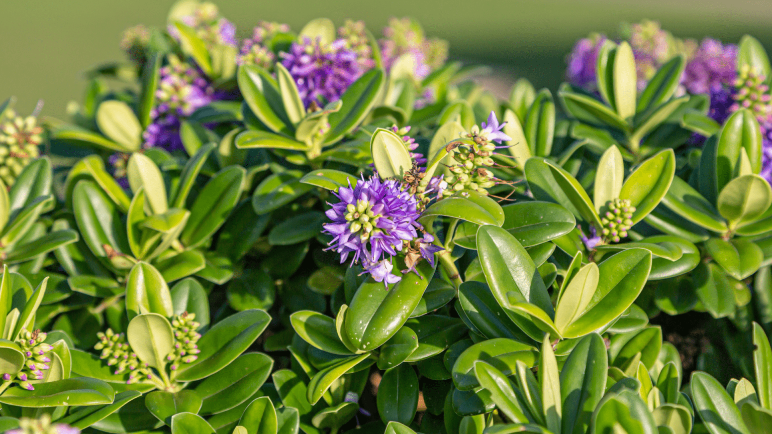 A Guide to Successful Hebe Plant Care in the UK