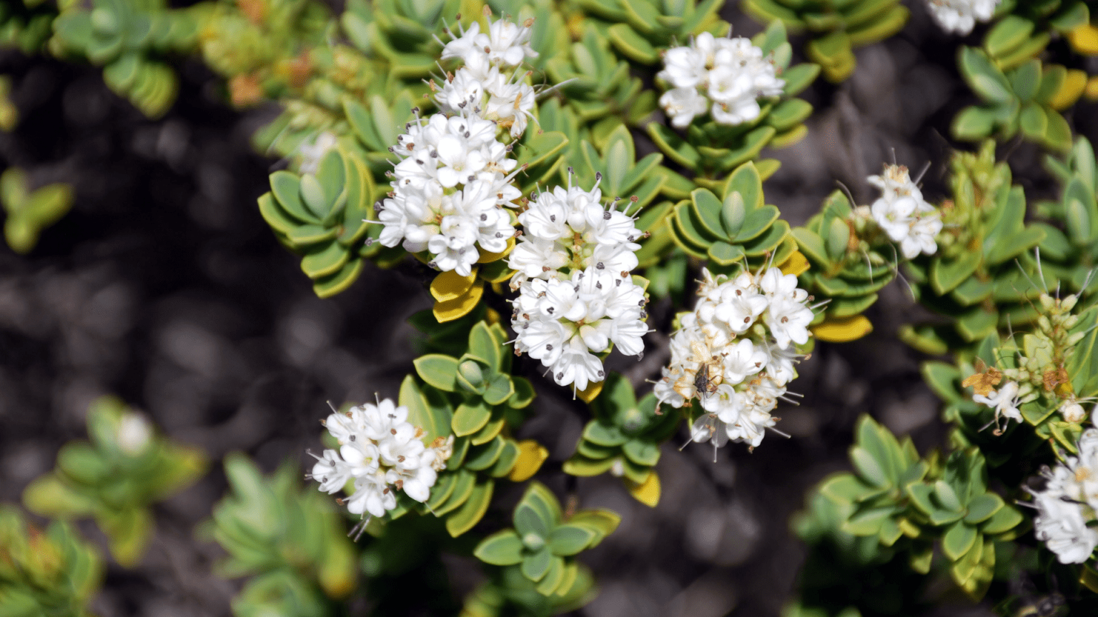 A Guide to Successful Hebe Plant Care in the UK