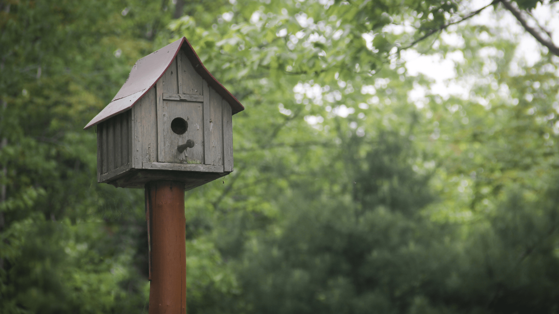 A Guide to Choosing, Placing, and Maintaining Birdhouses