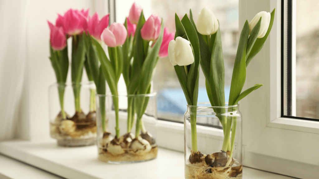 How to Force Bulbs Indoors (including Hyacinths and Narcissi)