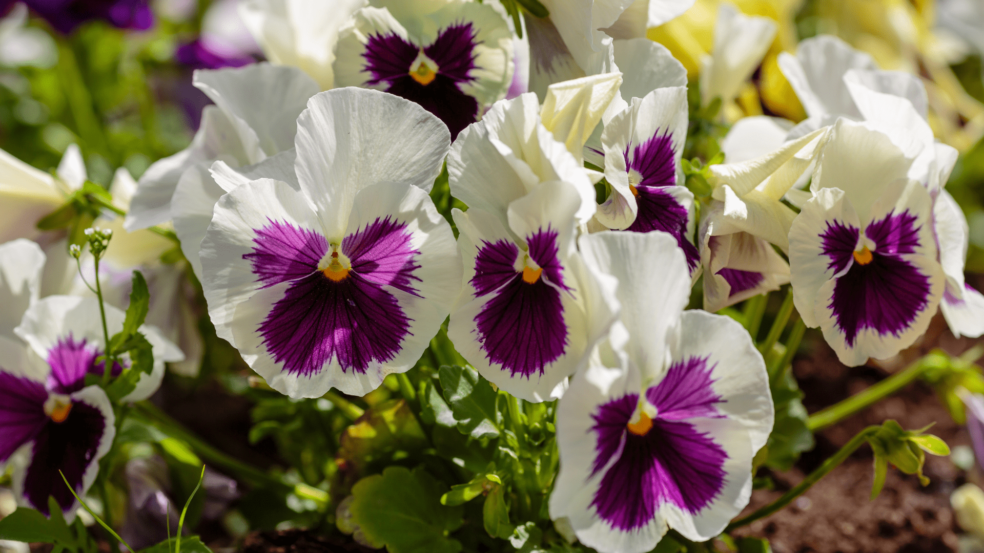 Growing Violas at Home - Gardening Express Knowledge Hub