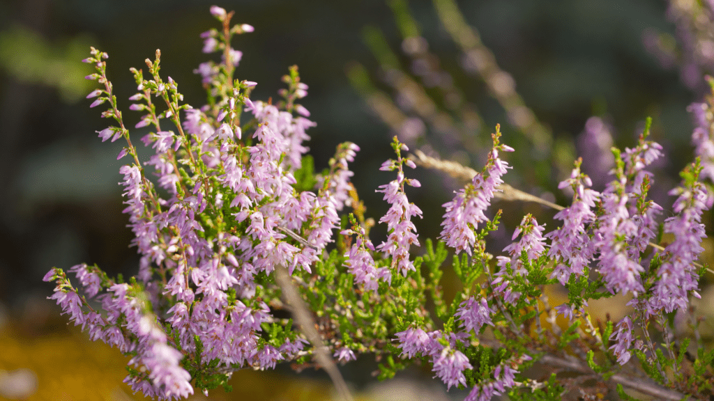 Top 8 Festive Plants for Christmas - Gardening Express Knowledge Hub