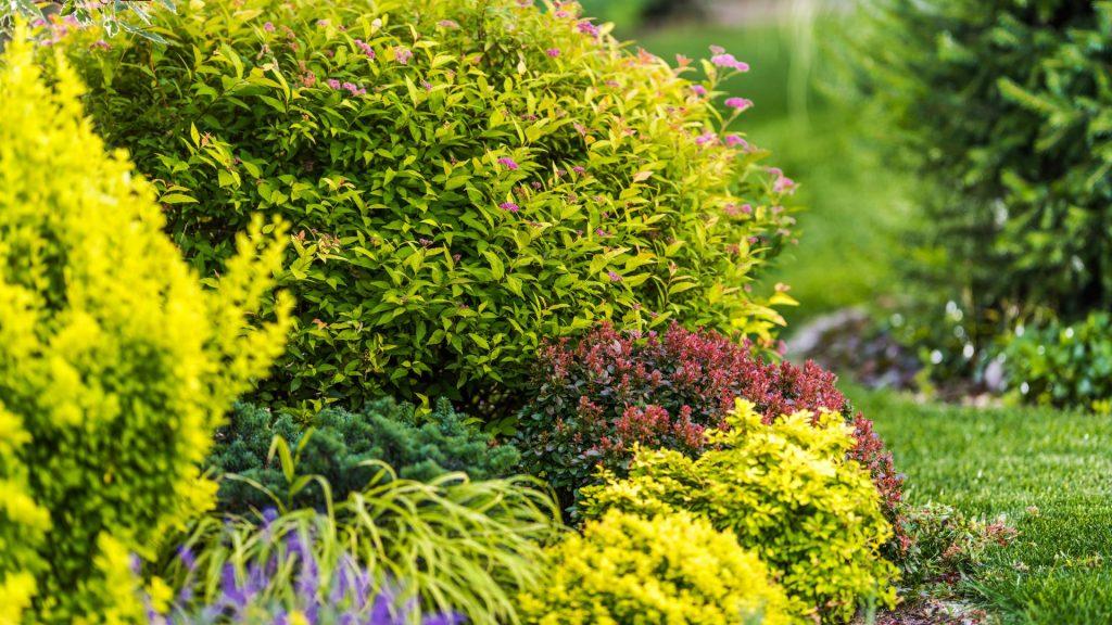 A Guide To Spring Flowering Shrubs - Gardening Express Knowledge Hub