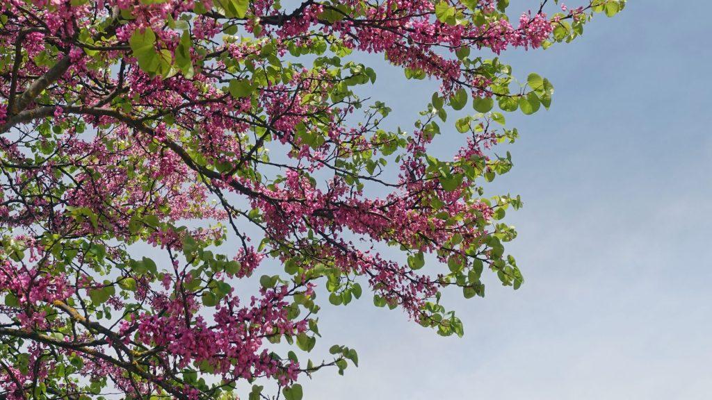 A Guide to Ornamental Trees for Spring Colour and Blossom