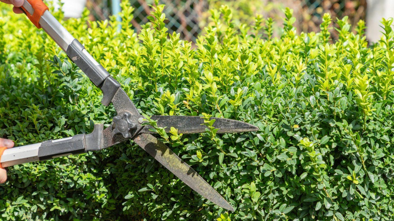 How to Grow Bare Root Hedging - Gardening Express Knowledge Hub