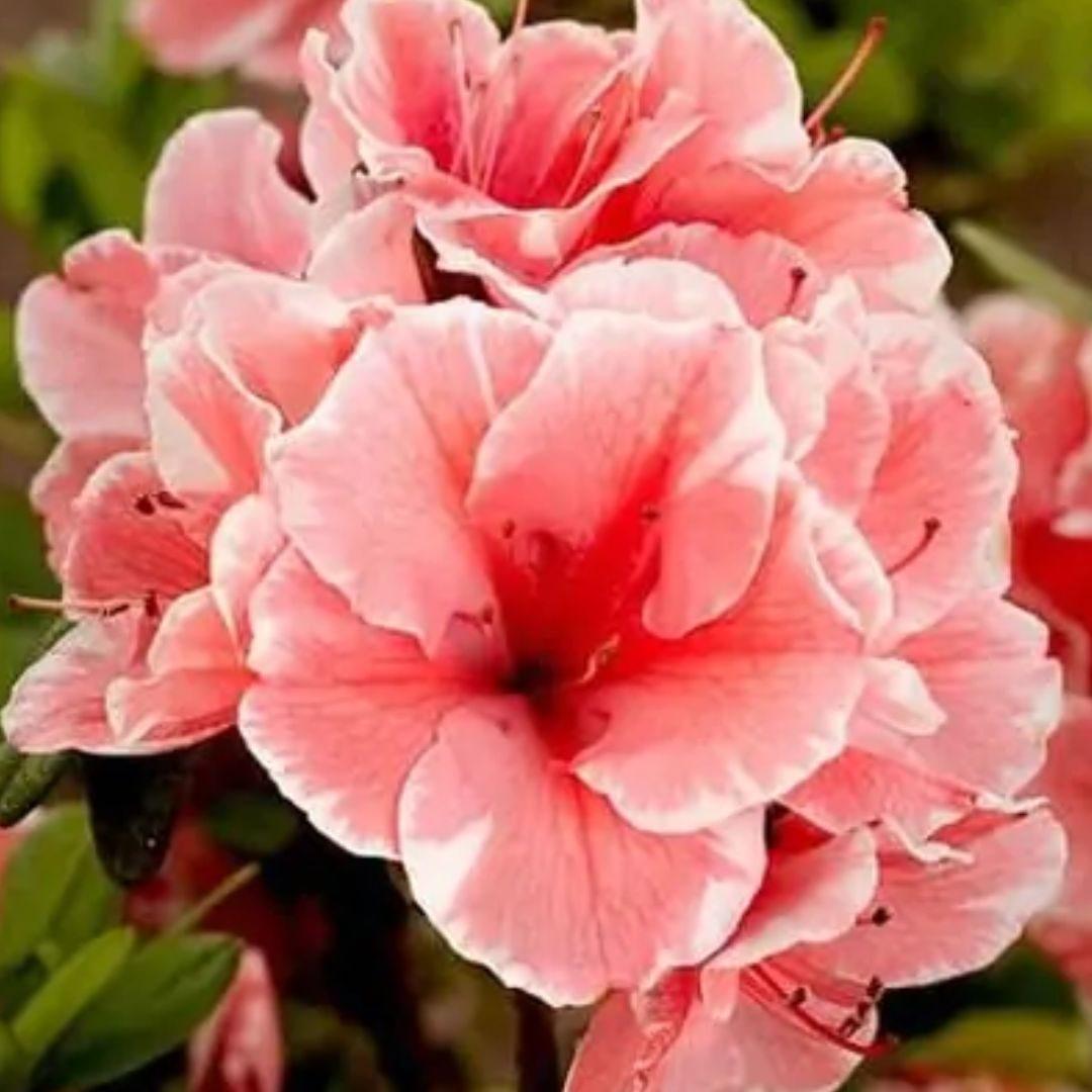 Adding the Pantone Colour of the Year to your Spring Garden - Gardening ...