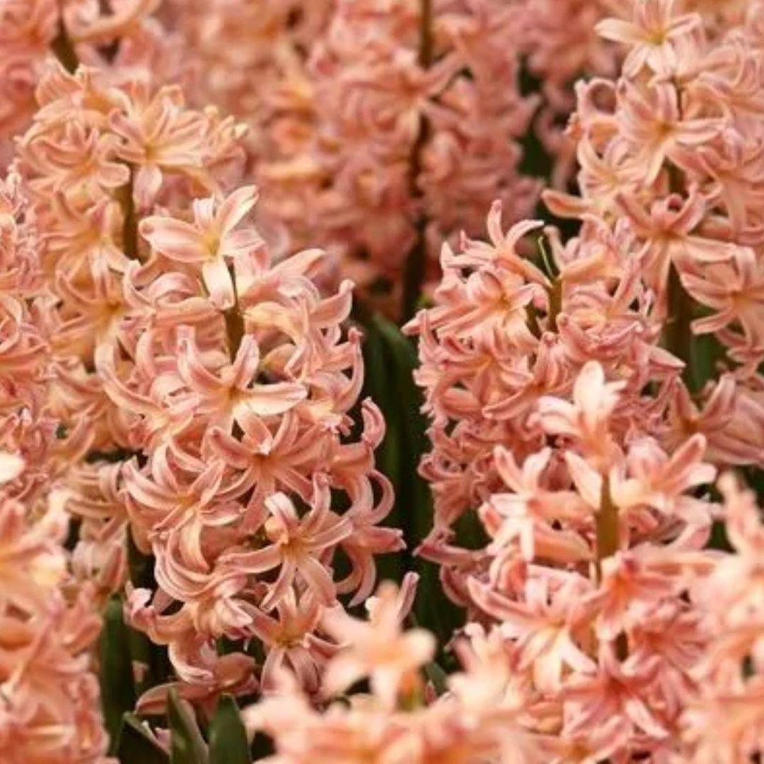 Adding the Pantone Colour of the Year to your Spring Garden - Gardening ...