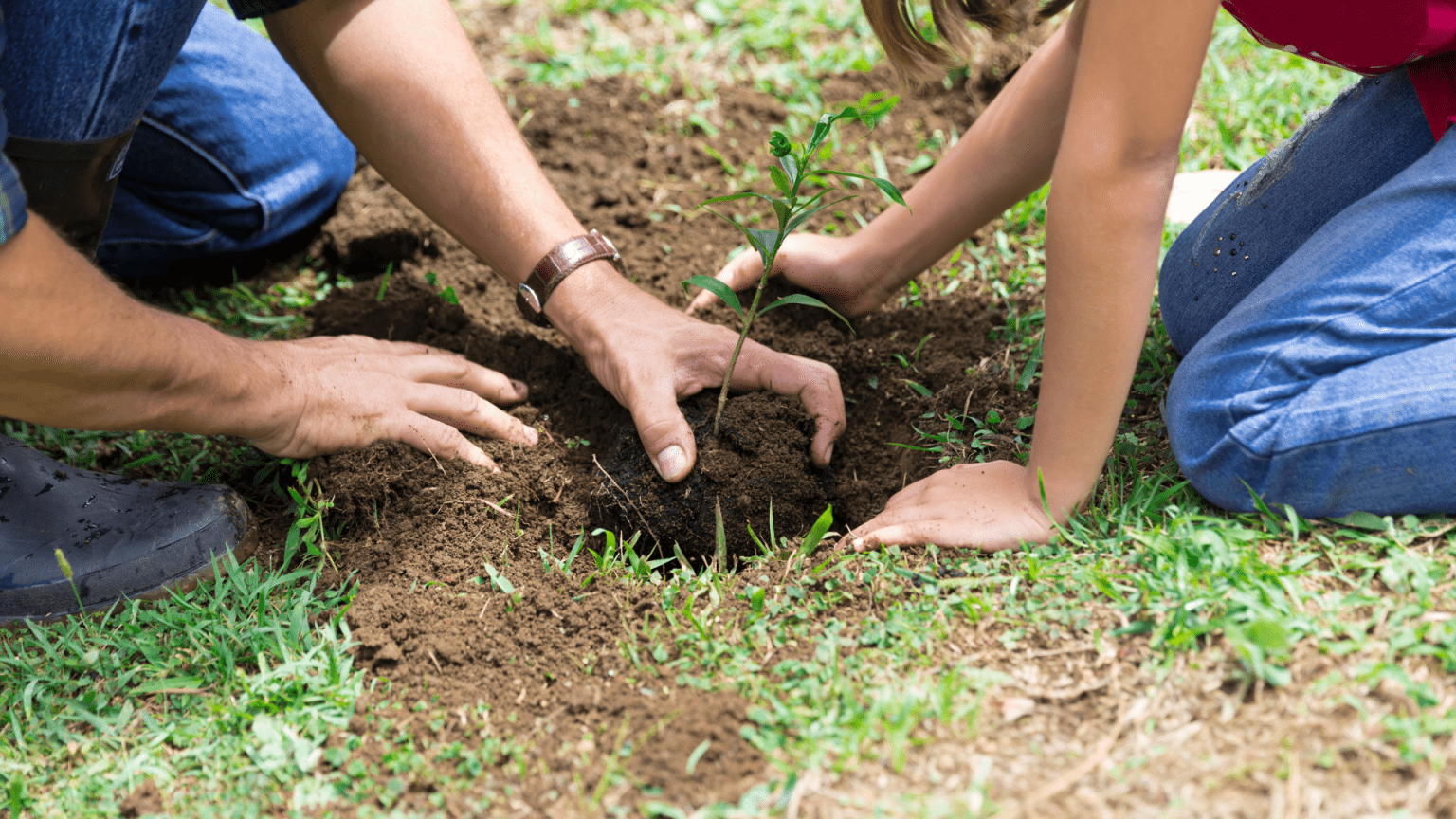 Module 8: Introduction to Garden Design - Pt 3