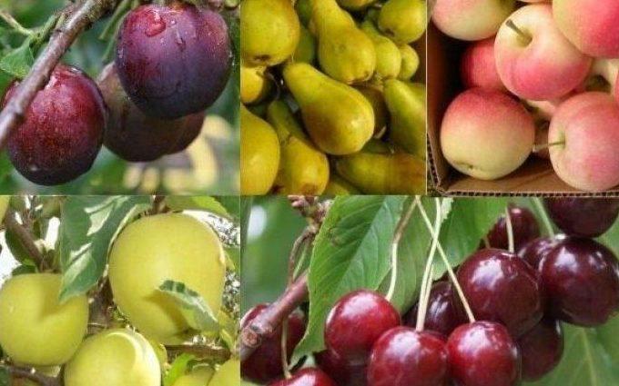 Fruit Trees: Rootstock - What is it and how do I choose the right one ...