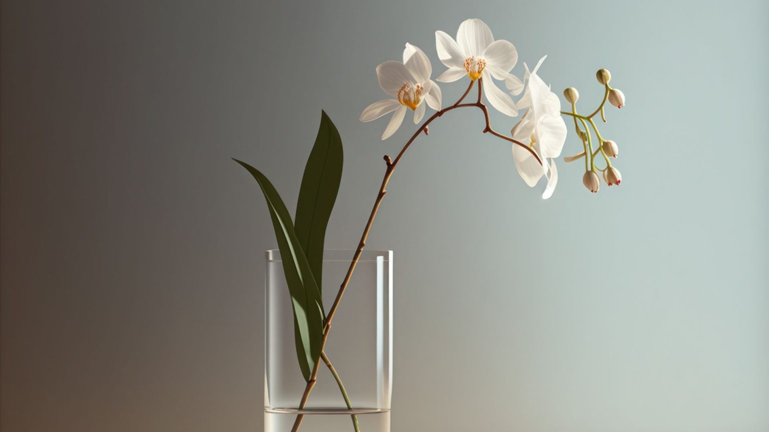 Horticultural Heroes: Exploring the History & Symbolism of Orchids ...