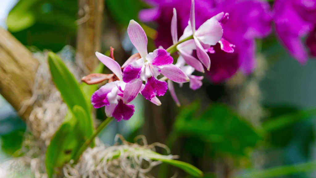 Top 10 Fun Facts About Orchids You Need To Know - Gardening Express ...